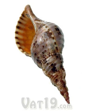 Triton Seashell Triton's Trumpet Shell #1 Art Print By Science Photo